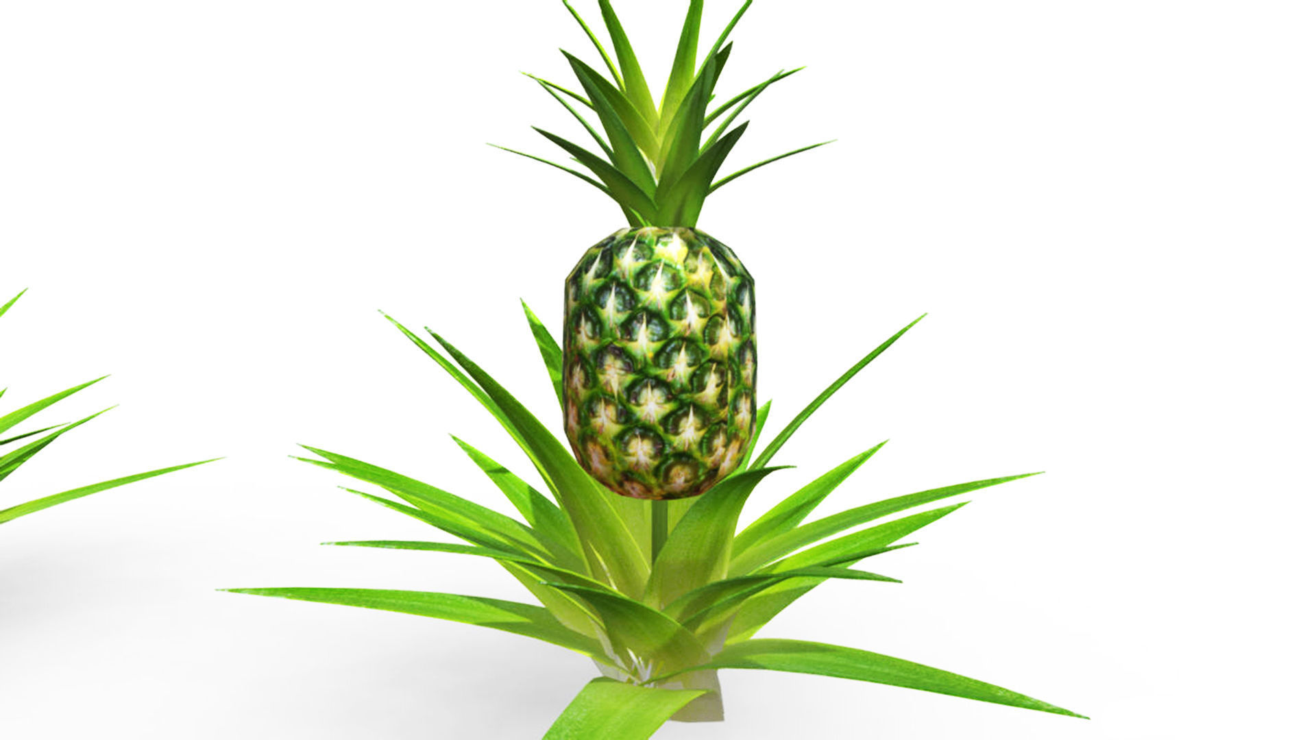 pineapple tree 3D model | CGTrader