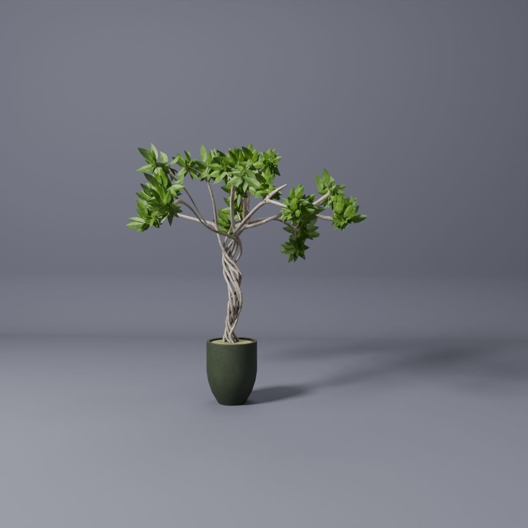 Benjamina ficus Tree free 3D model | CGTrader