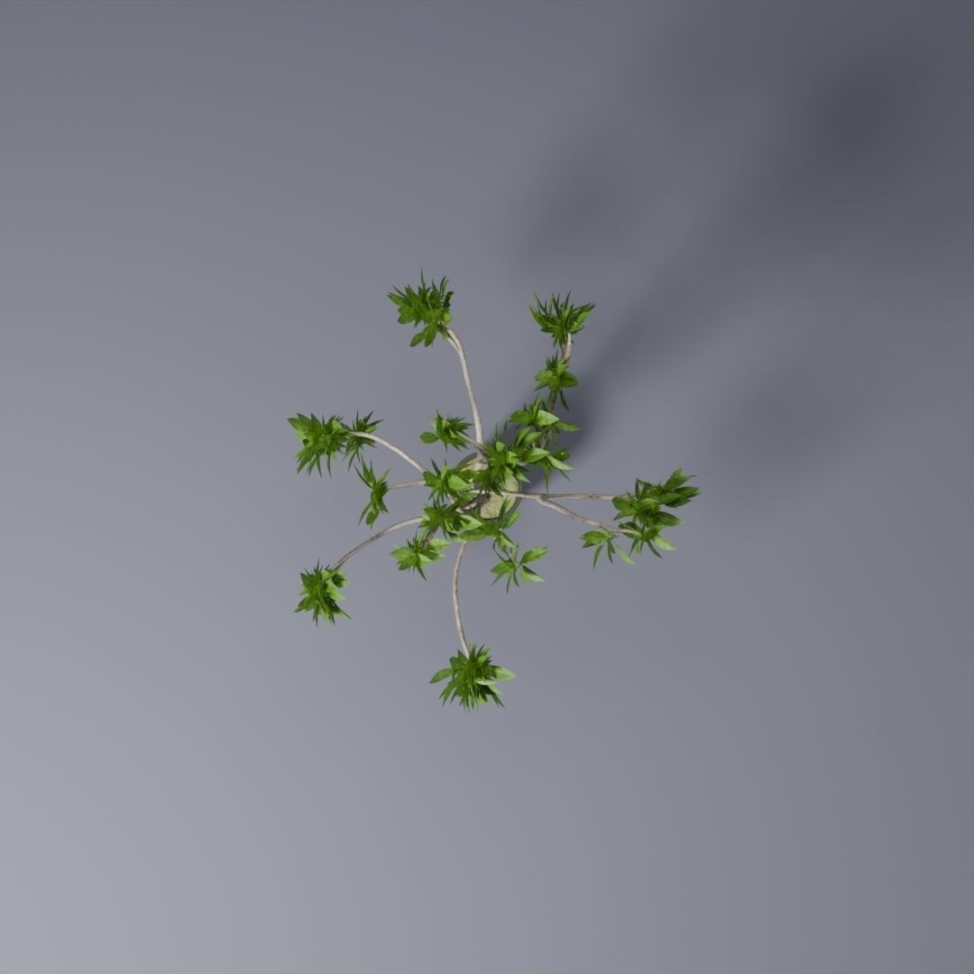 Benjamina ficus Tree free 3D model | CGTrader