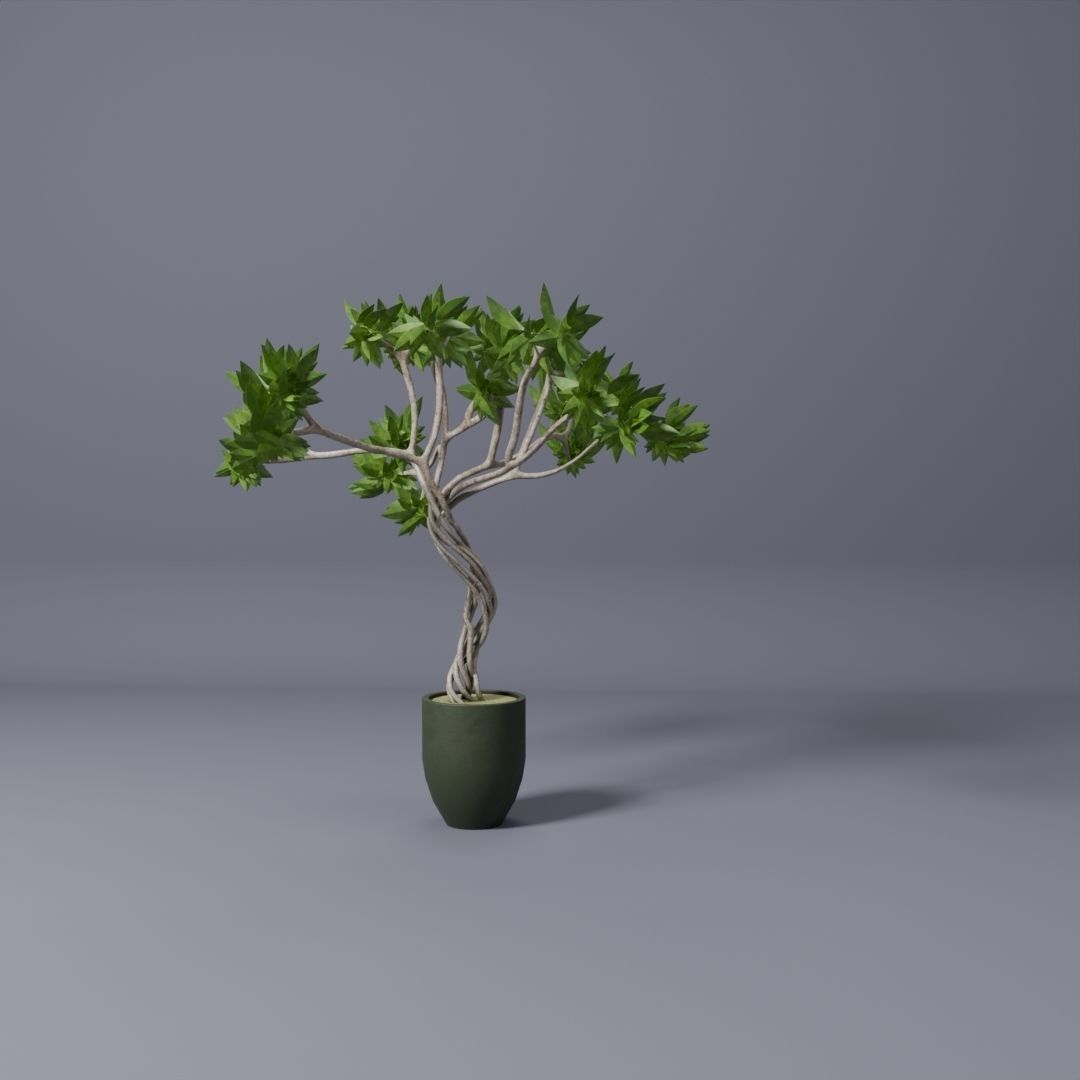 Benjamina ficus Tree free 3D model | CGTrader