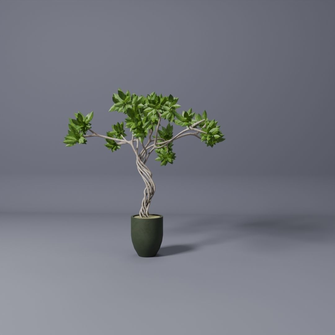 Benjamina ficus Tree free 3D model | CGTrader