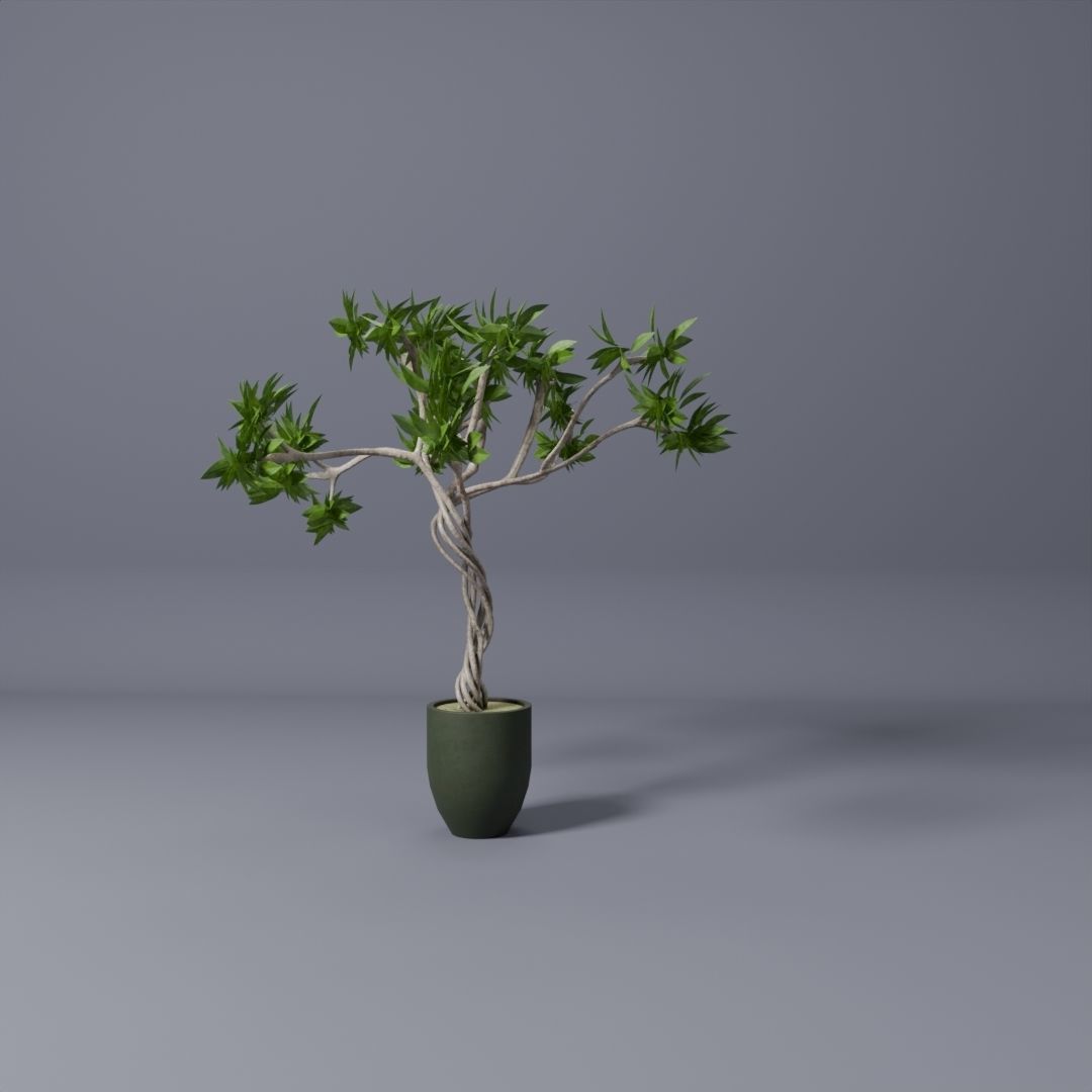 Benjamina ficus Tree free 3D model | CGTrader
