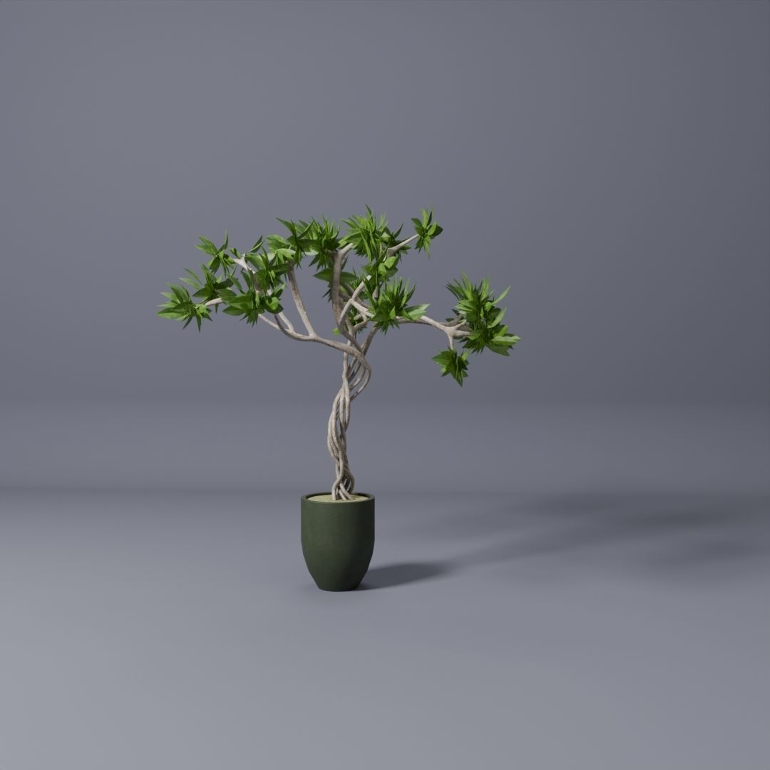 Benjamina ficus Tree free 3D model | CGTrader