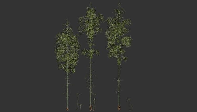 3 high quality realistic bamboo 3D model | CGTrader