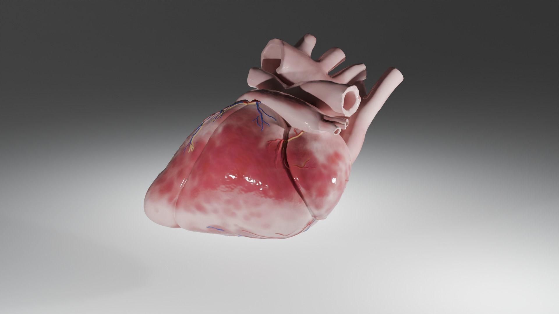 Human Heart Model free 3D model | CGTrader