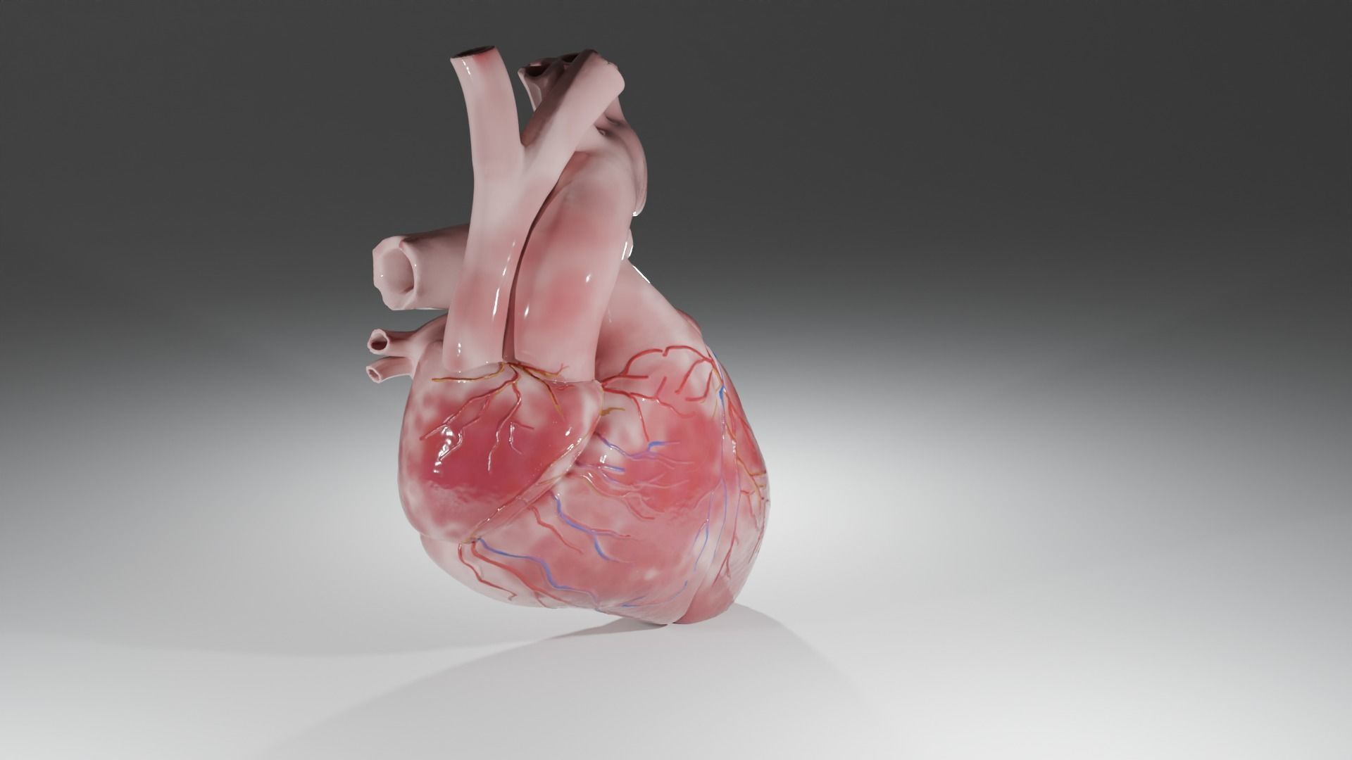 Human Heart Model free 3D model | CGTrader