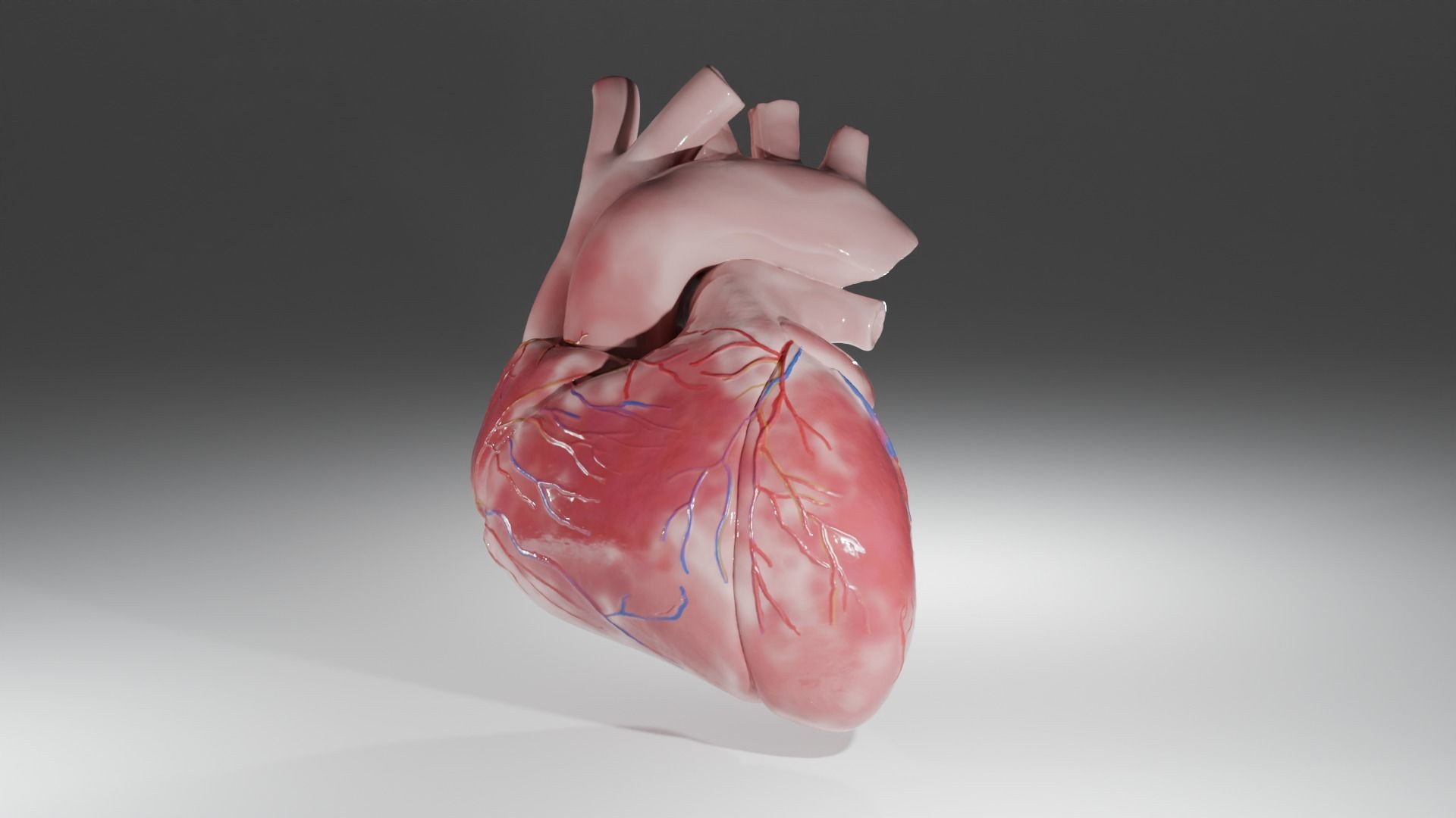 Human Heart Model free 3D model | CGTrader