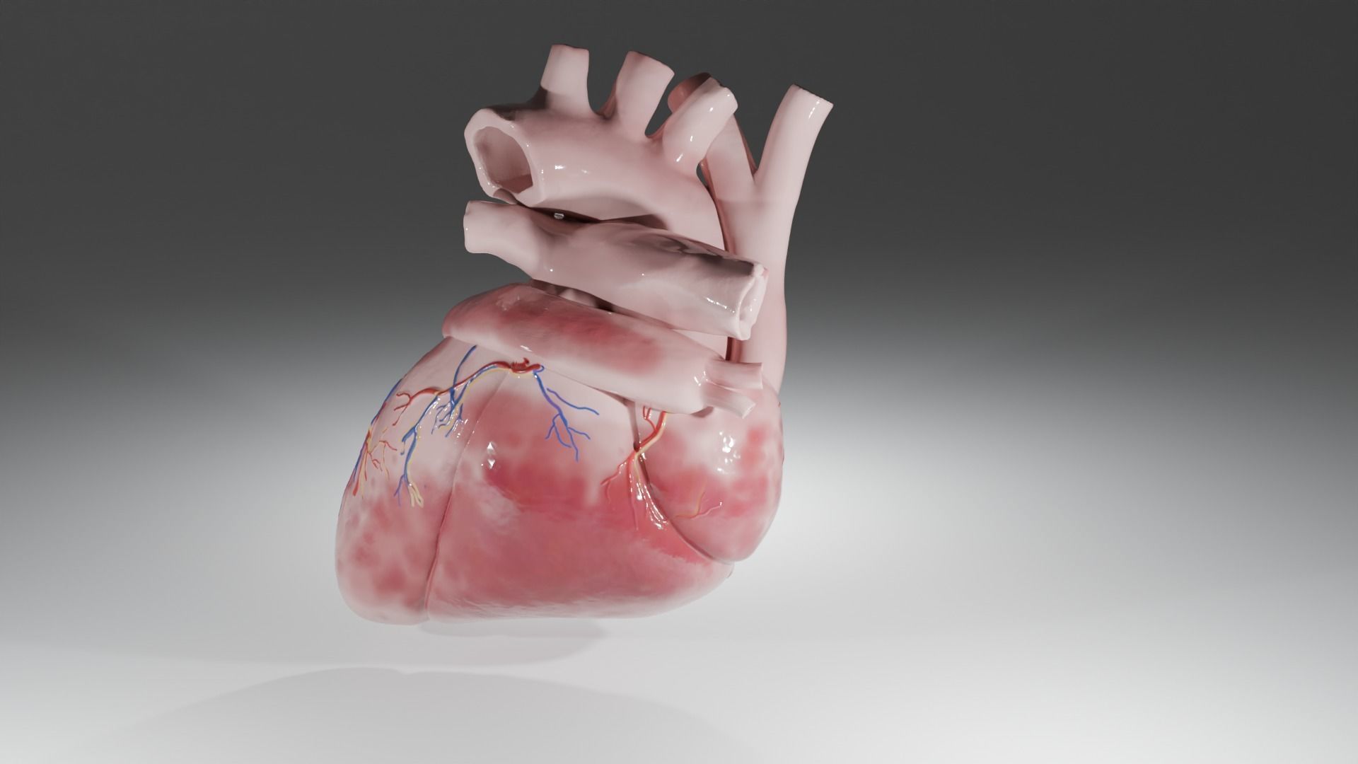 Human Heart Model free 3D model | CGTrader