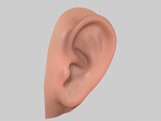 ear realistic ear human ear 3D model | CGTrader