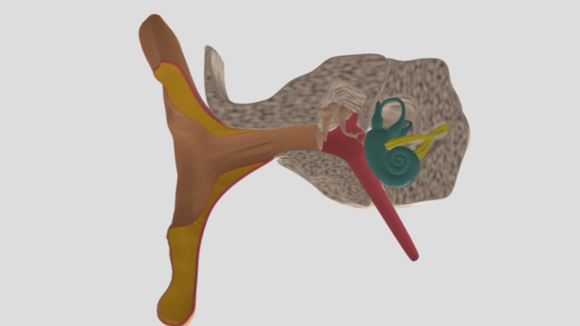 Ear Anatomy free 3D model animated | CGTrader