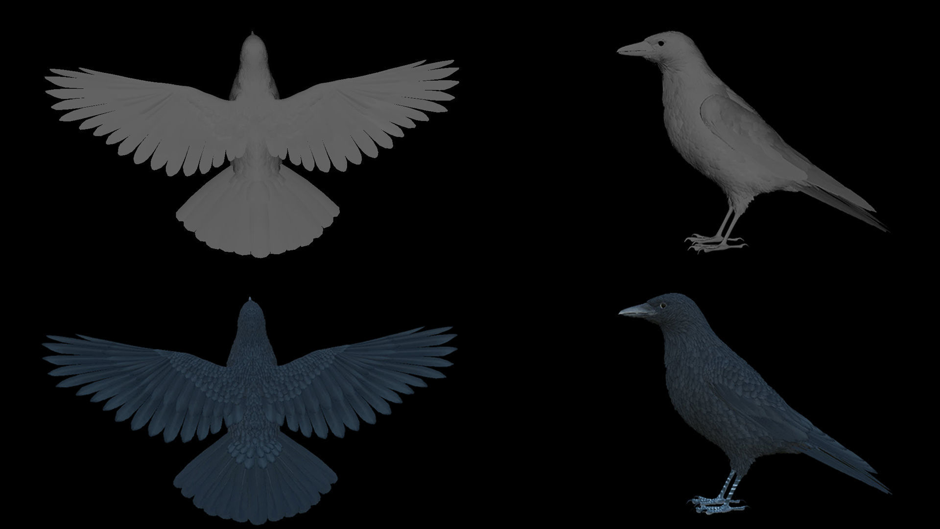 3D model Realistic Animated Carrion Crow VR / AR / low-poly | CGTrader