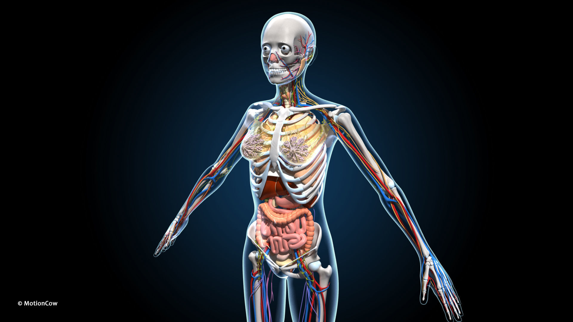 Ultimate Female Anatomy PRO - Advanced Rig w Animation 3D model ...