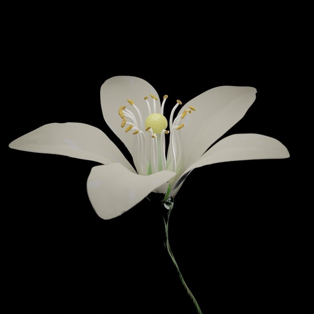 Orange Blossom Flower 3D model | CGTrader