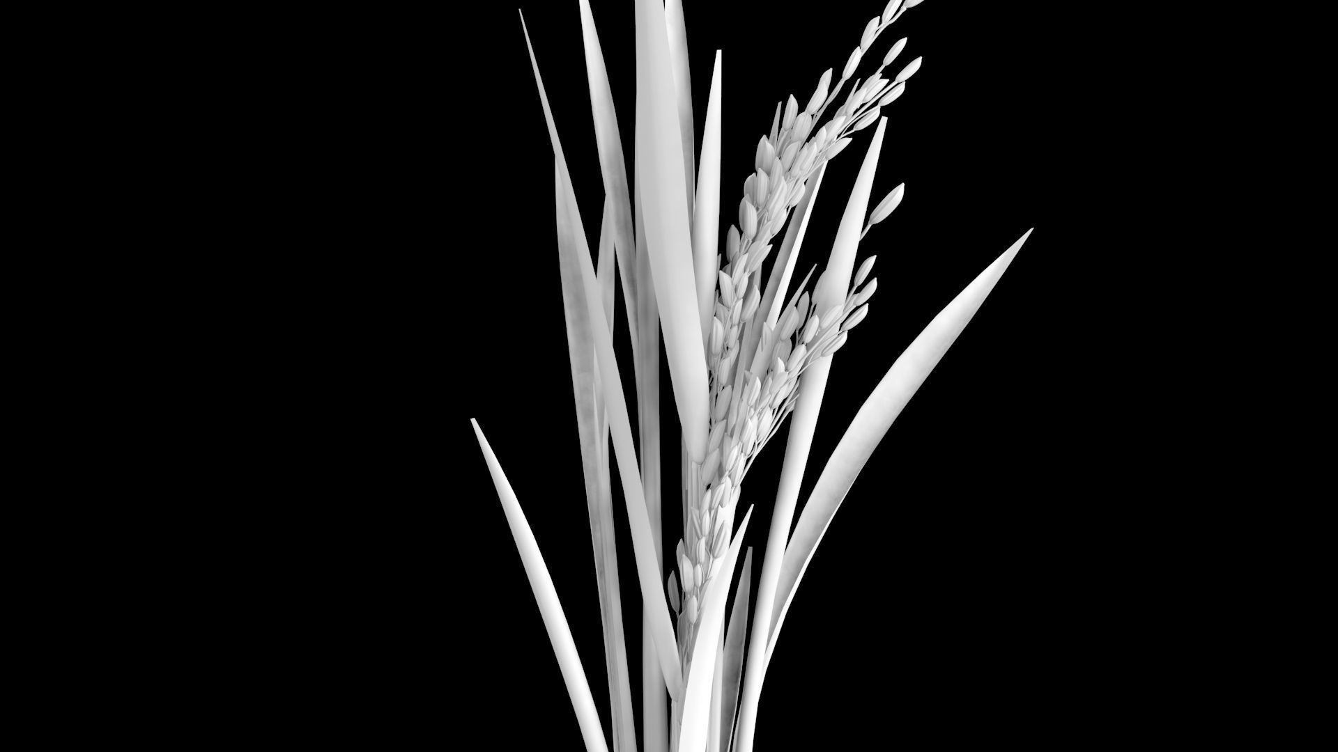 3D model RICE PLANT OPTION 6 PADDY FLOWER VR / AR / low-poly | CGTrader
