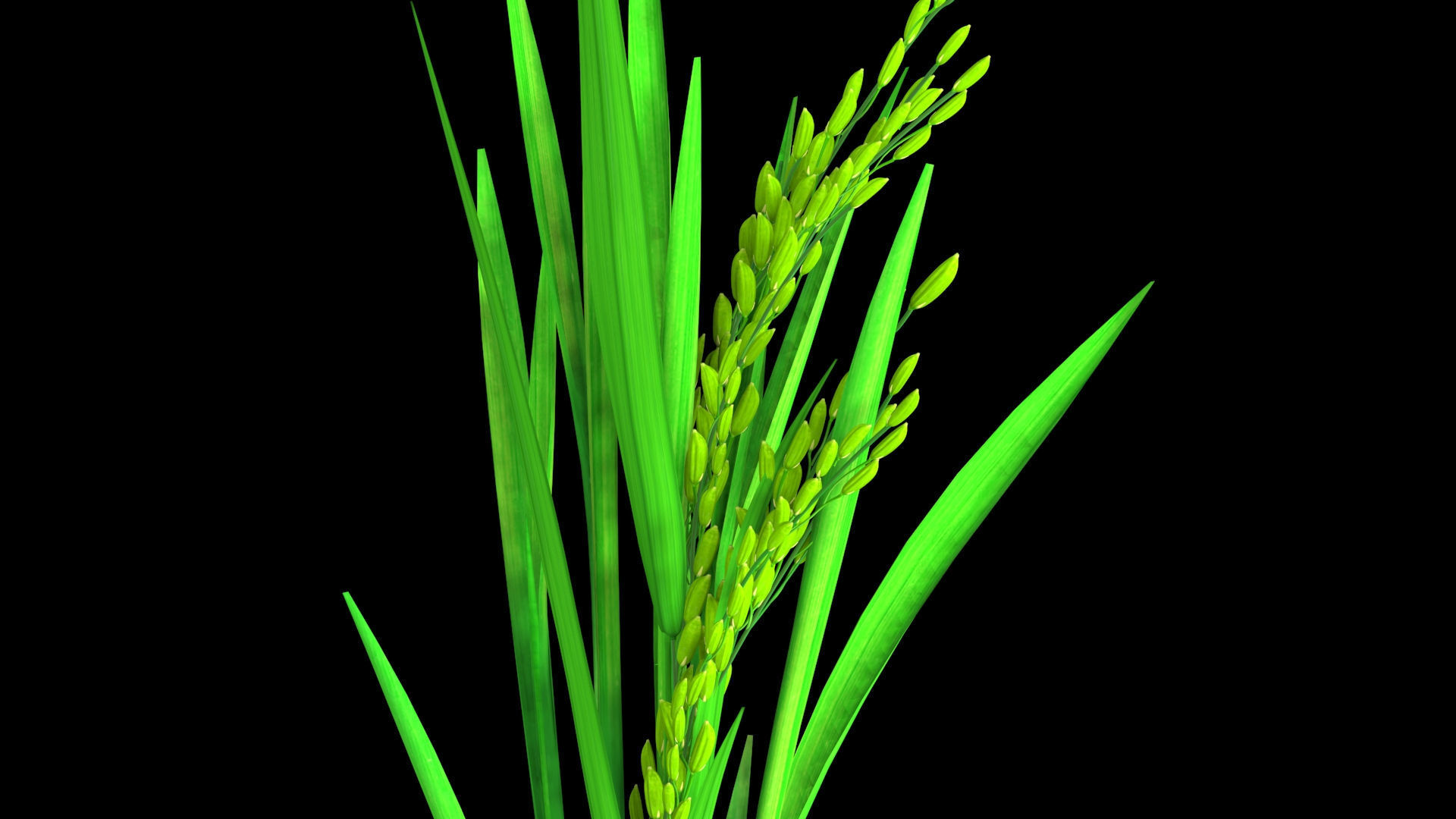 3D model RICE PLANT OPTION 6 PADDY FLOWER VR / AR / low-poly | CGTrader