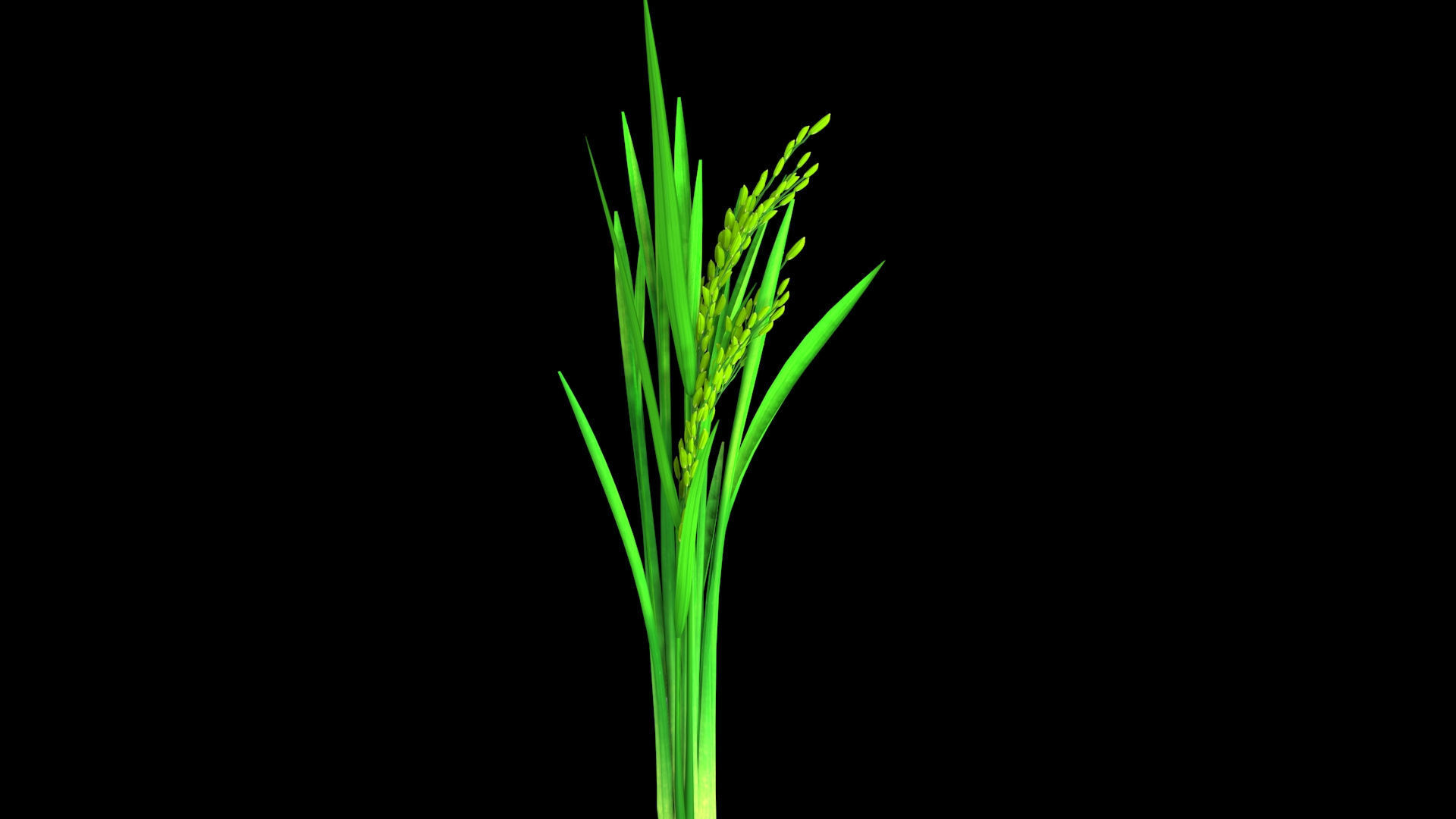 3D model RICE PLANT OPTION 6 PADDY FLOWER VR / AR / low-poly | CGTrader
