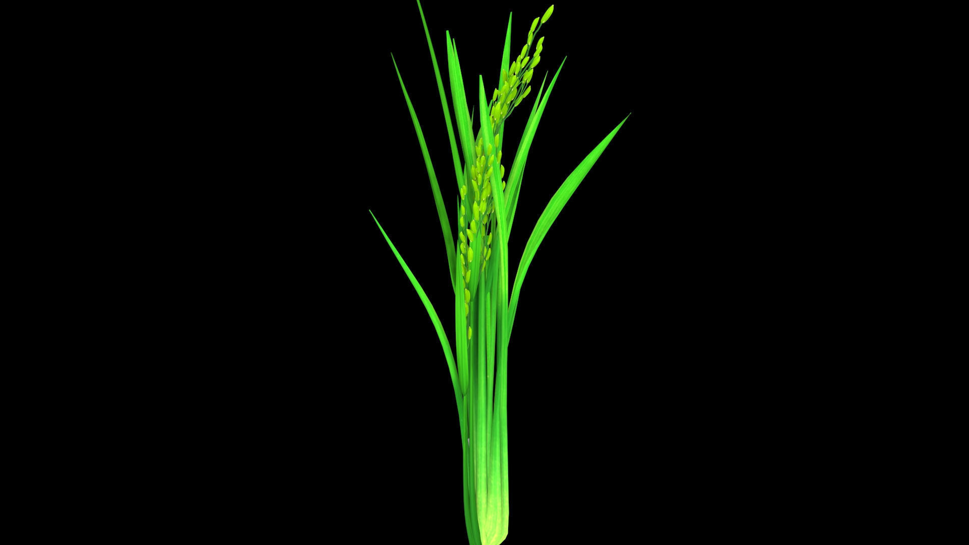 3D model RICE PLANT OPTION 6 PADDY FLOWER VR / AR / low-poly | CGTrader