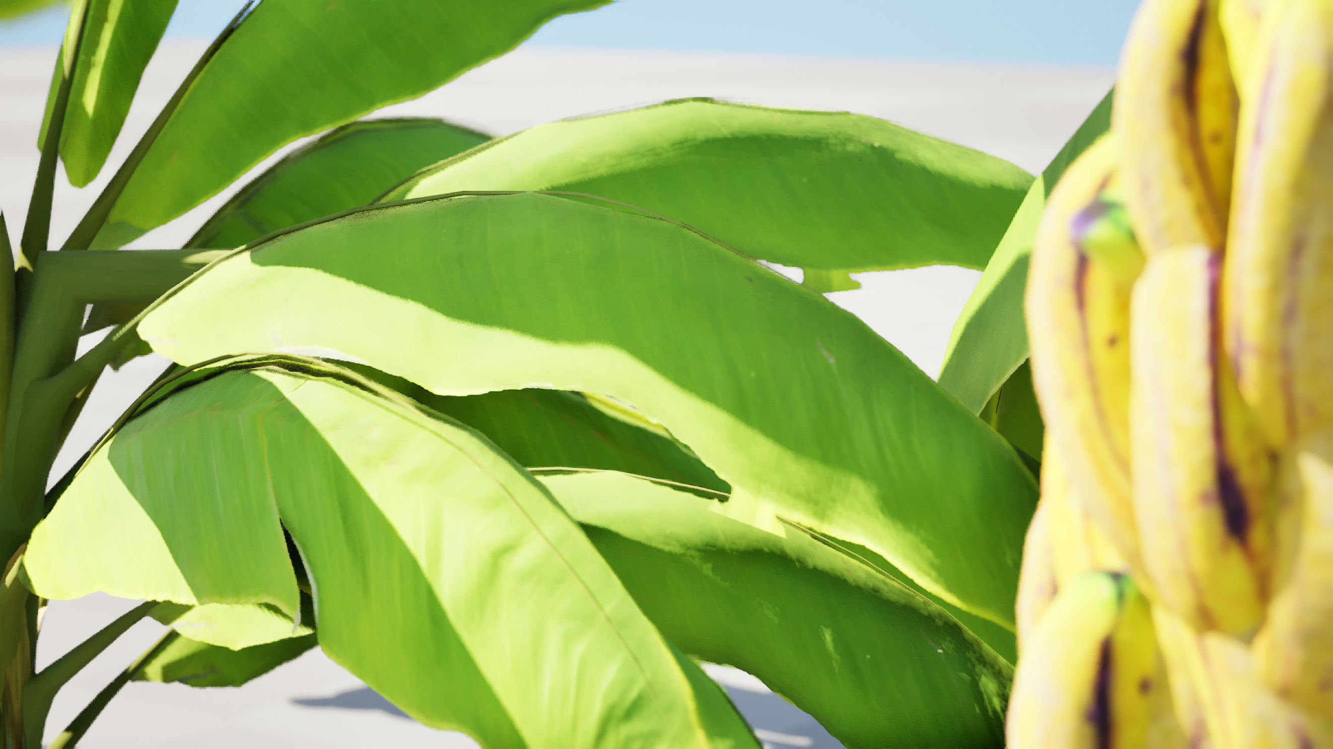 3D model Banana Trees 3D Model VR / AR / low-poly | CGTrader