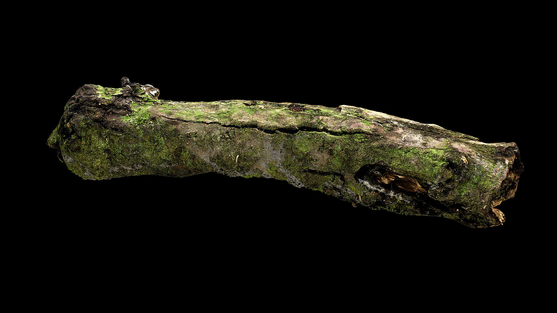 broken tree branch photogrammetry FREE free VR / AR / low-poly 3D model ...