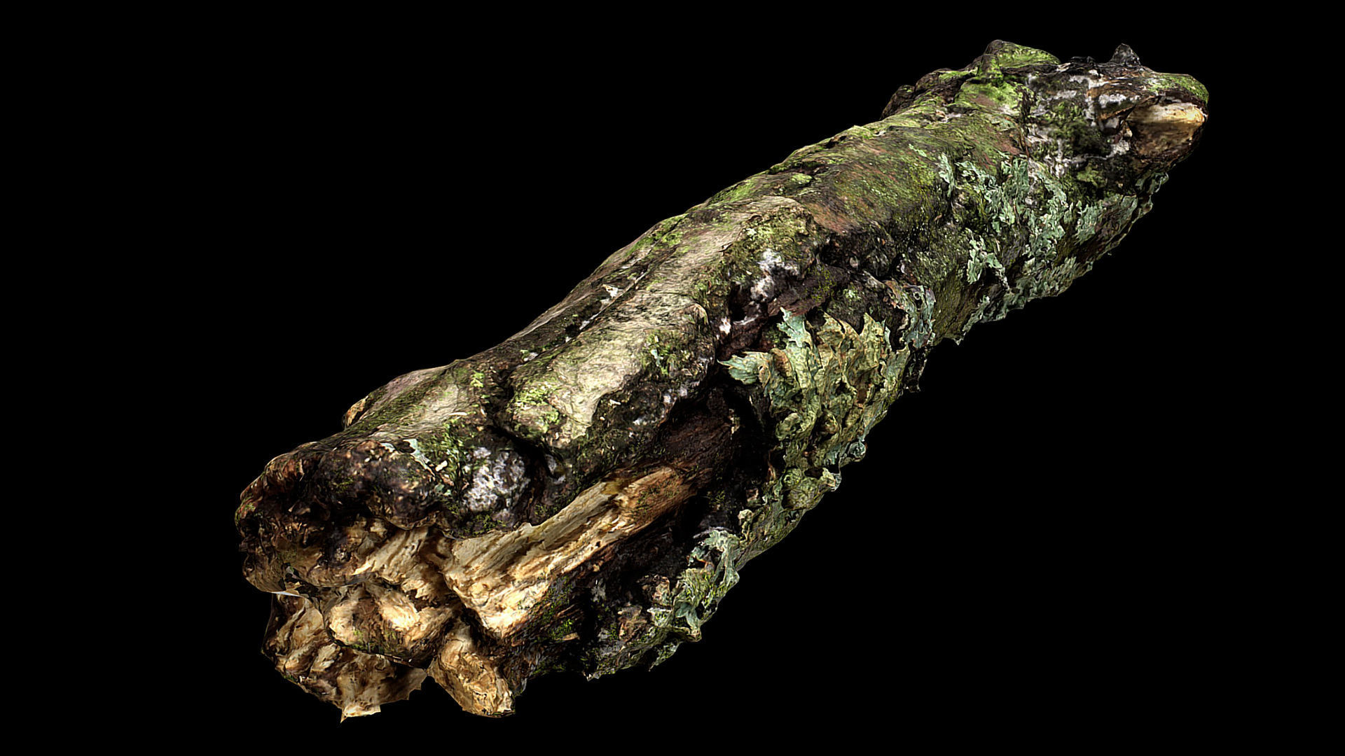 broken tree branch photogrammetry FREE free VR / AR / low-poly 3D model ...
