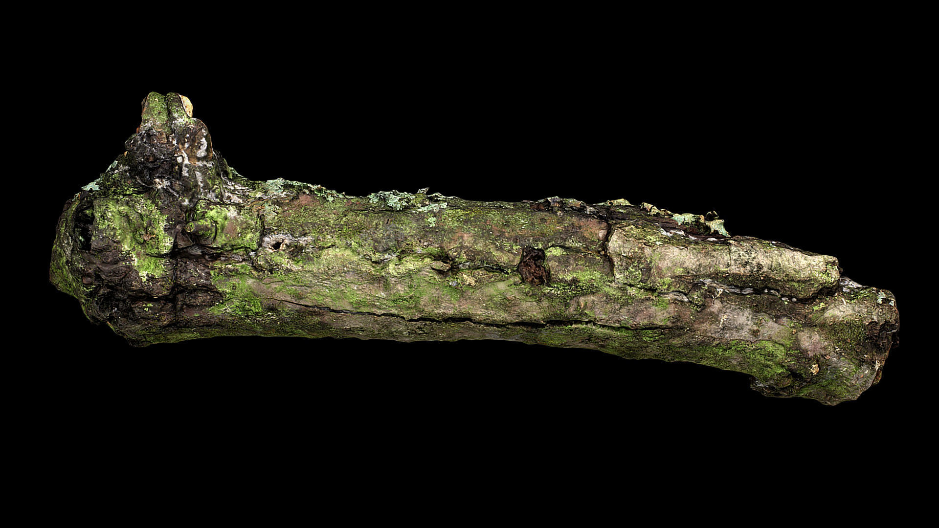 broken tree branch photogrammetry FREE free VR / AR / low-poly 3D model ...