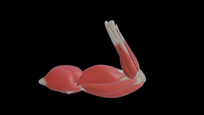 hand muscle free 3D model | CGTrader