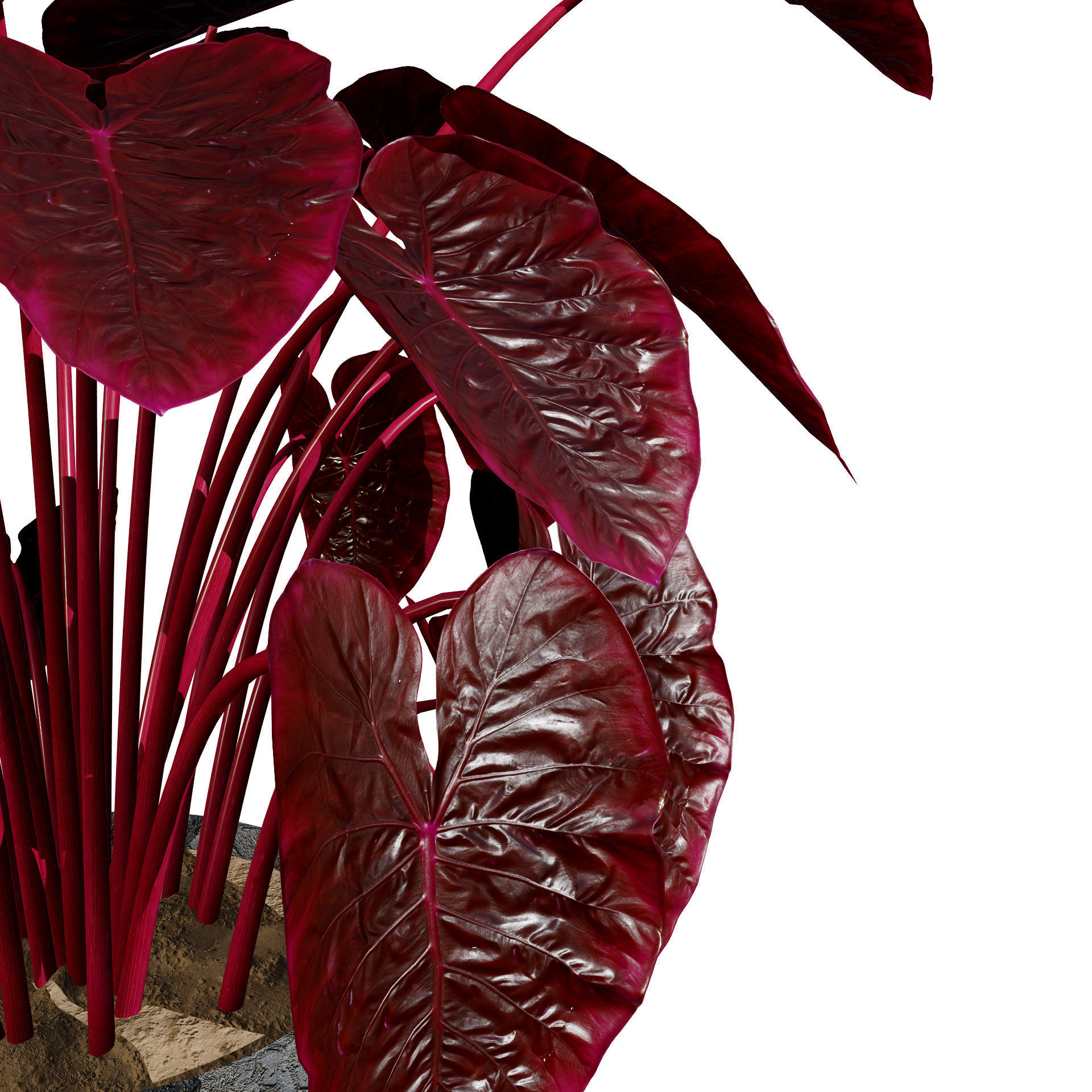 3D model Indoor Plant 3D Models VR / AR / low-poly | CGTrader