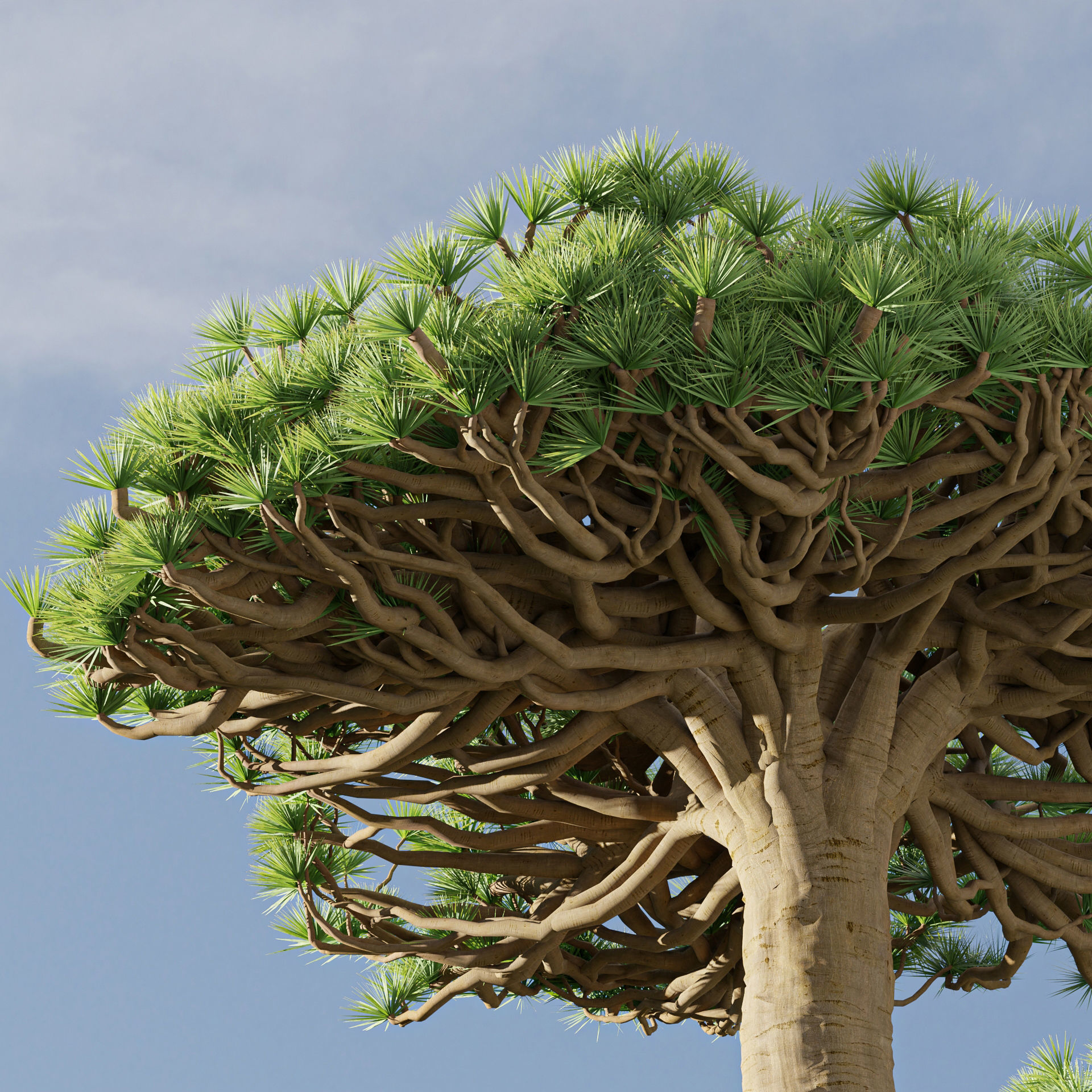 3D Socotra dragon trees vol 14-Blender 3D model | CGTrader