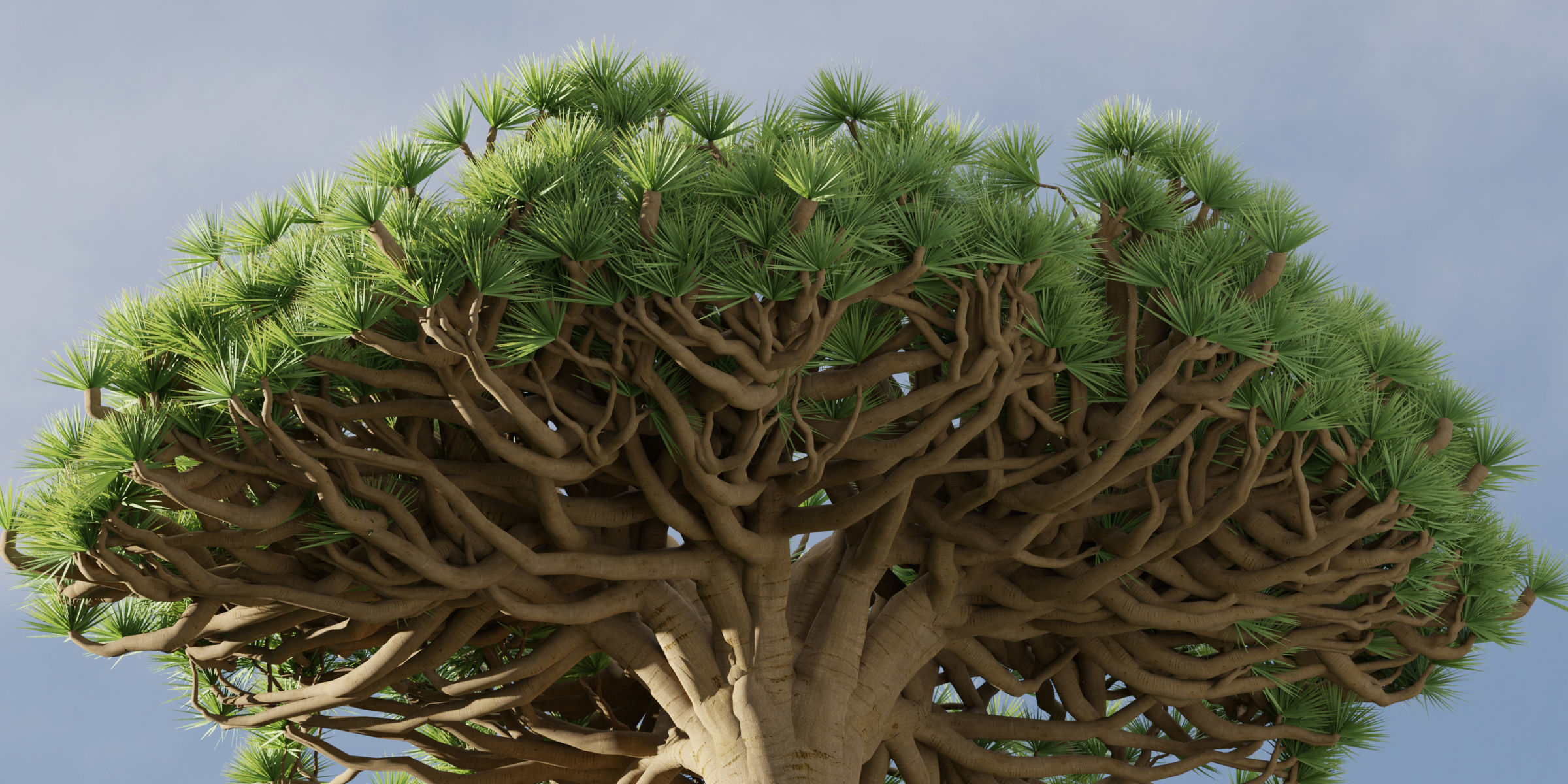 3D Socotra dragon trees vol 14-Blender 3D model | CGTrader