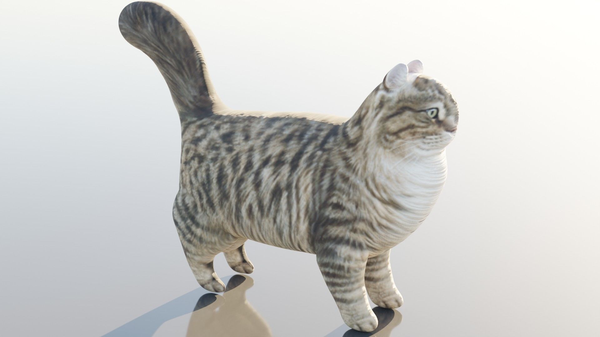 Siberian Cat free 3D model | CGTrader