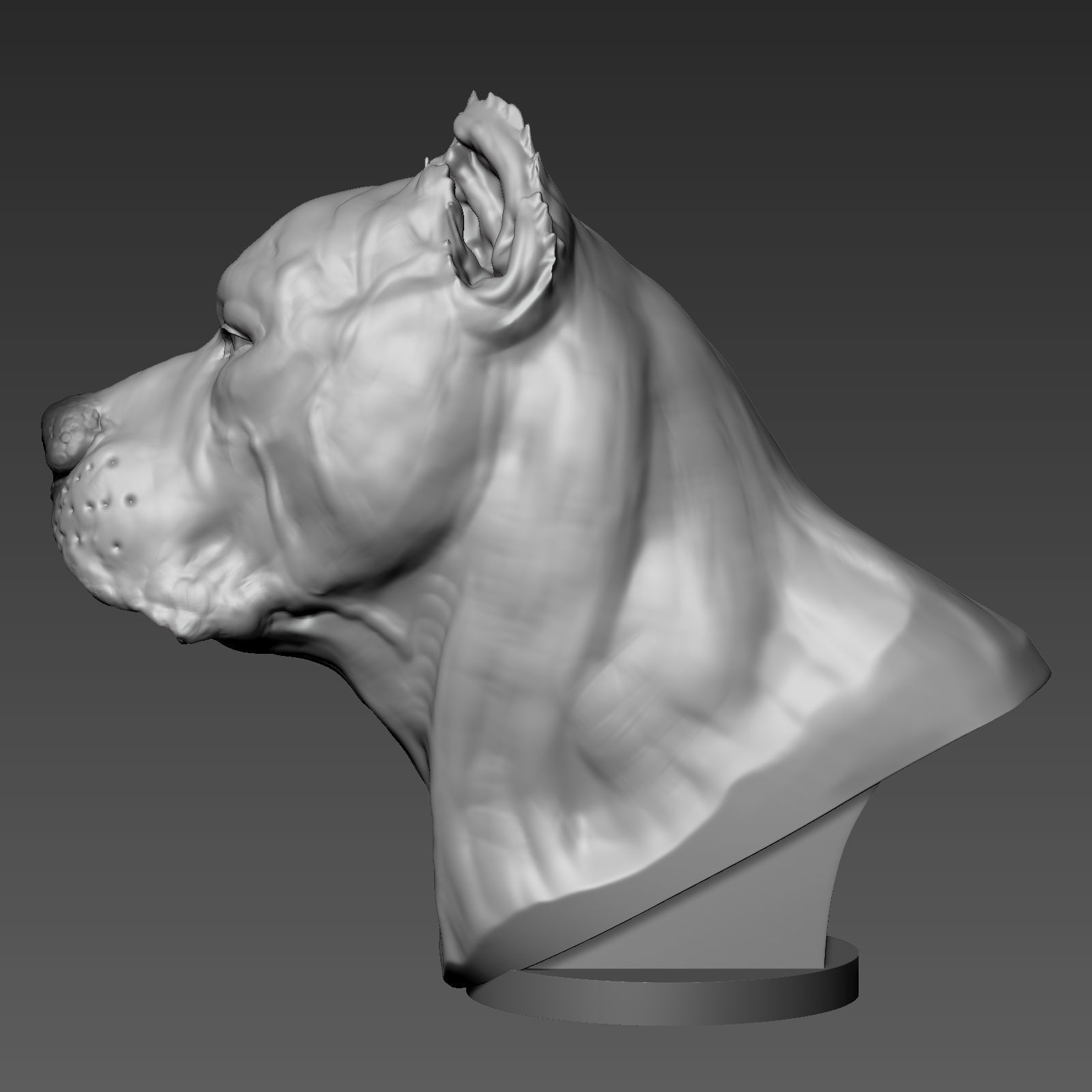 Dogo Argentino Bust 3D model 3D printable | CGTrader
