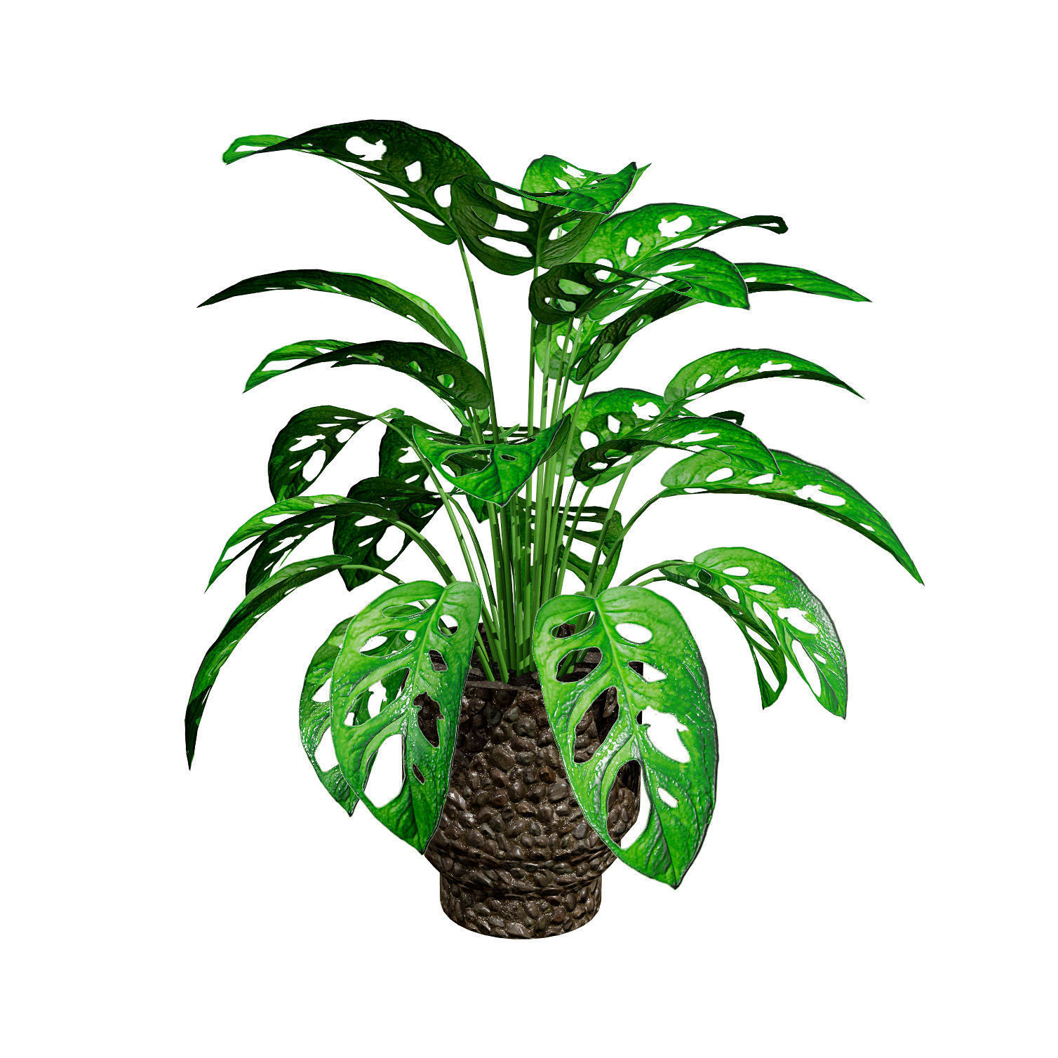 3D model Monstera Plant 3D Model VR / AR / low-poly | CGTrader