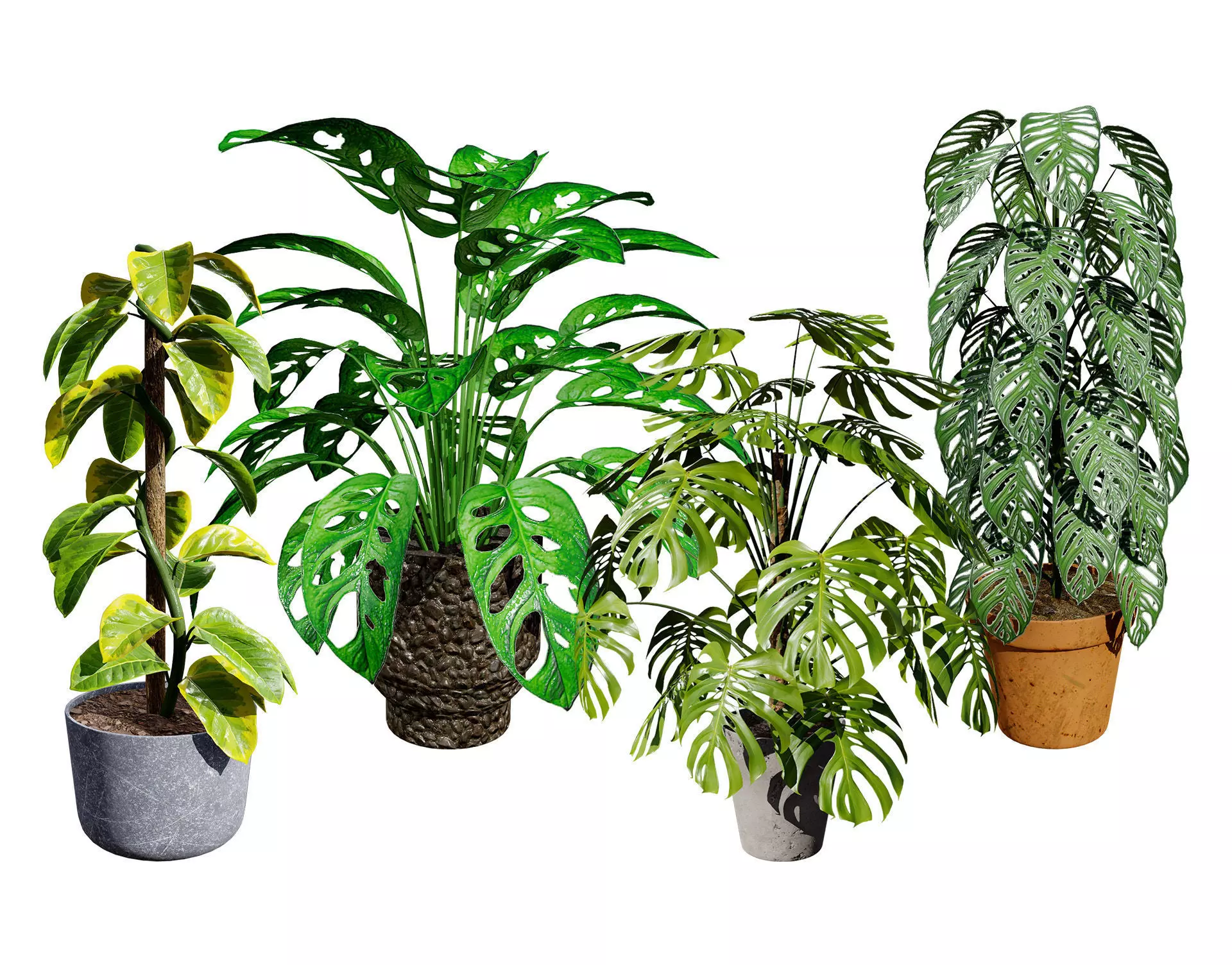 3D model Monstera Plant 3D Model VR / AR / low-poly | CGTrader