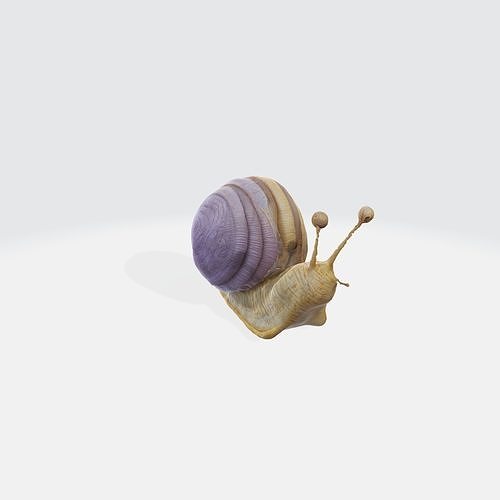 Realistic snail 3D model | CGTrader