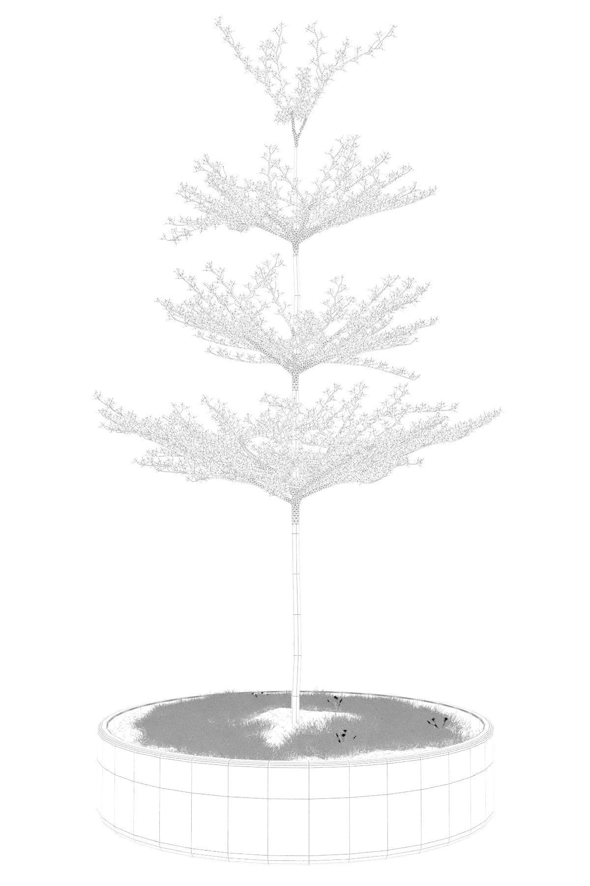 Pohon Ketapang Kencana - Terminalia mantaly Tree Corona-Vray-SKP 3D ...