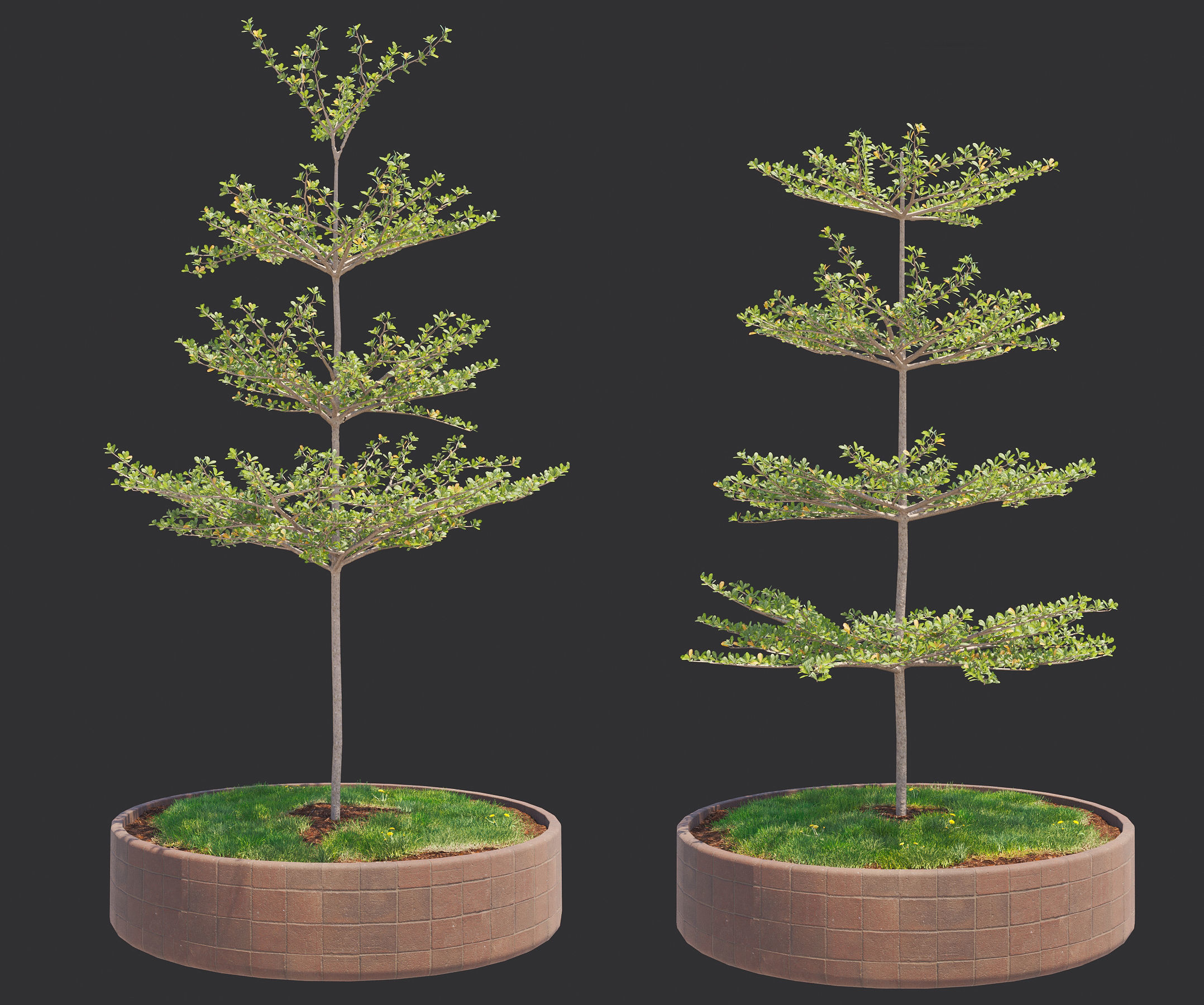 Pohon Ketapang Kencana - Terminalia mantaly Tree Corona-Vray-SKP 3D ...