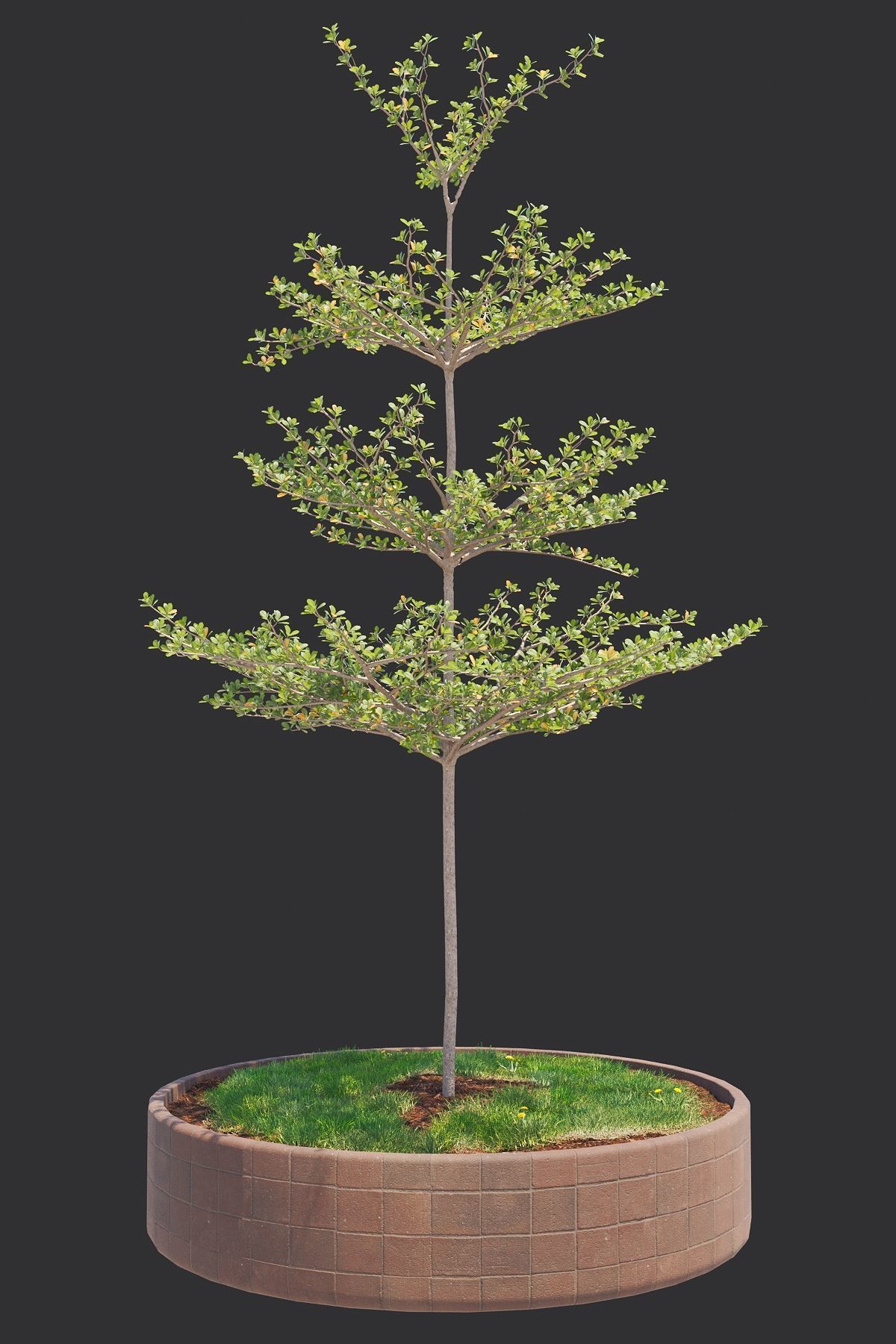 Pohon Ketapang Kencana - Terminalia mantaly Tree Corona-Vray-SKP 3D ...