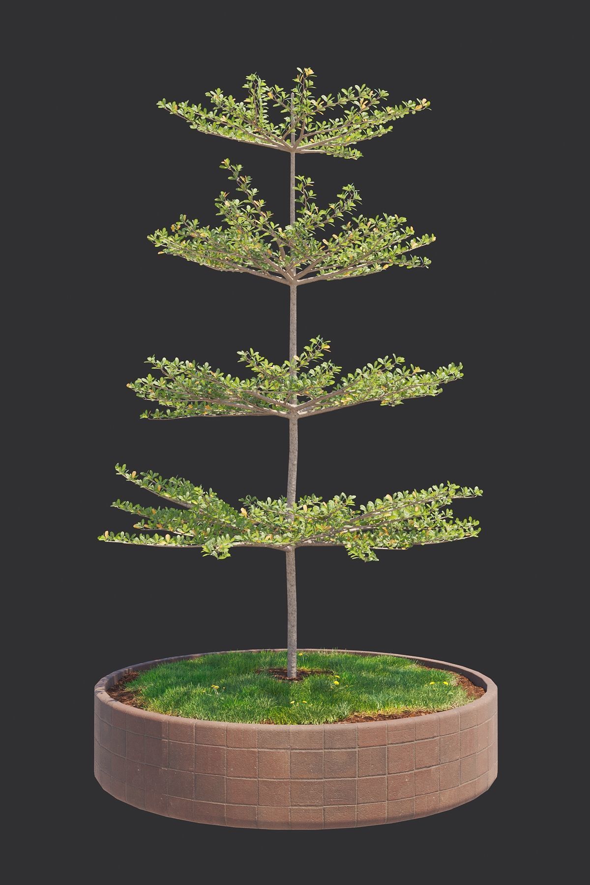 Pohon Ketapang Kencana - Terminalia mantaly Tree Corona-Vray-SKP 3D ...