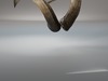 Ram Horns 3D Model High Quality Character Accessory free VR / AR / low ...