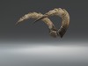 Ram Horns 3D Model High Quality Character Accessory free VR / AR / low ...