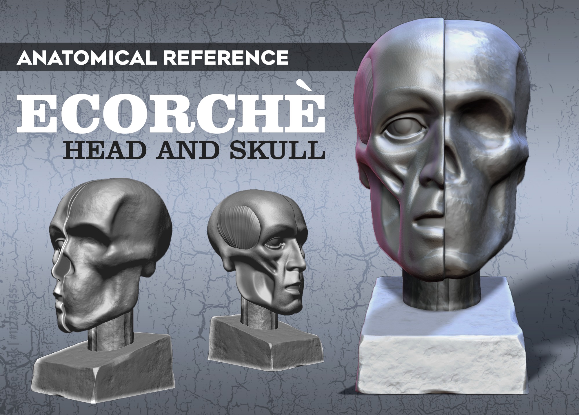 Anatomical Reference Ecorche Head Skull 3D model 3D printable | CGTrader