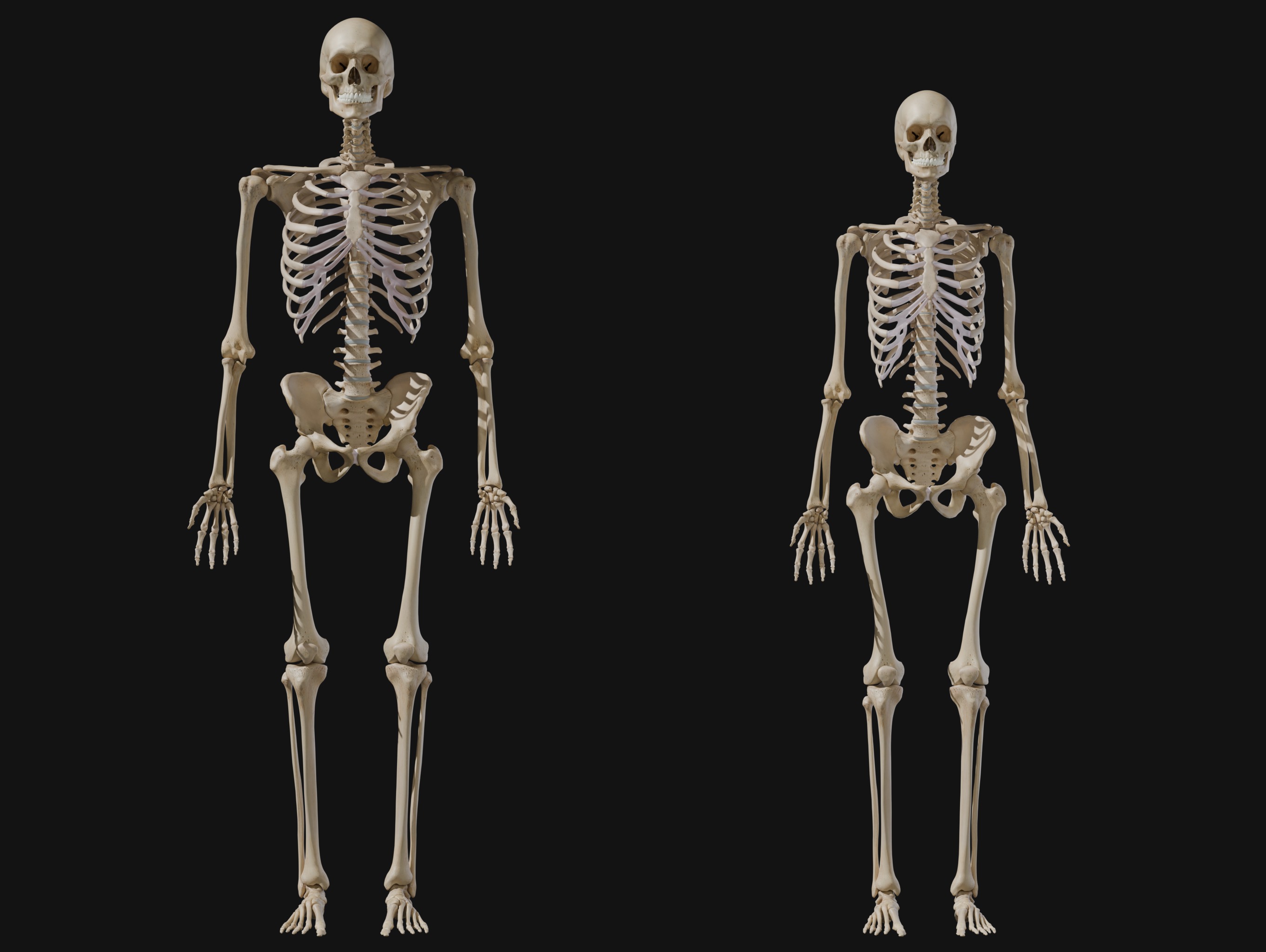 Anatomical Reference - Human Skeleton 3D model | CGTrader
