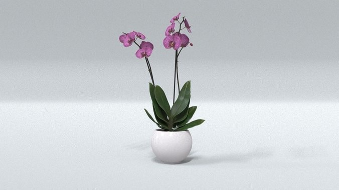 laos Vegetation Orchid 3D model | CGTrader
