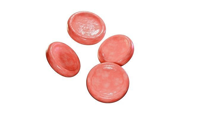 Blood Cell Human Organ free 3D model | CGTrader