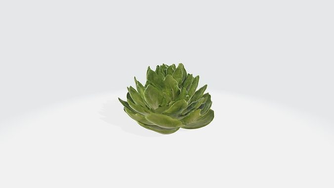 3D model realistic lettuce VR / AR / low-poly | CGTrader