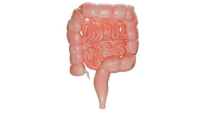 3D model Small Intestine Human Anatomy VR / AR / low-poly | CGTrader