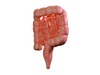 3D model Small Intestine Human Anatomy VR / AR / low-poly | CGTrader