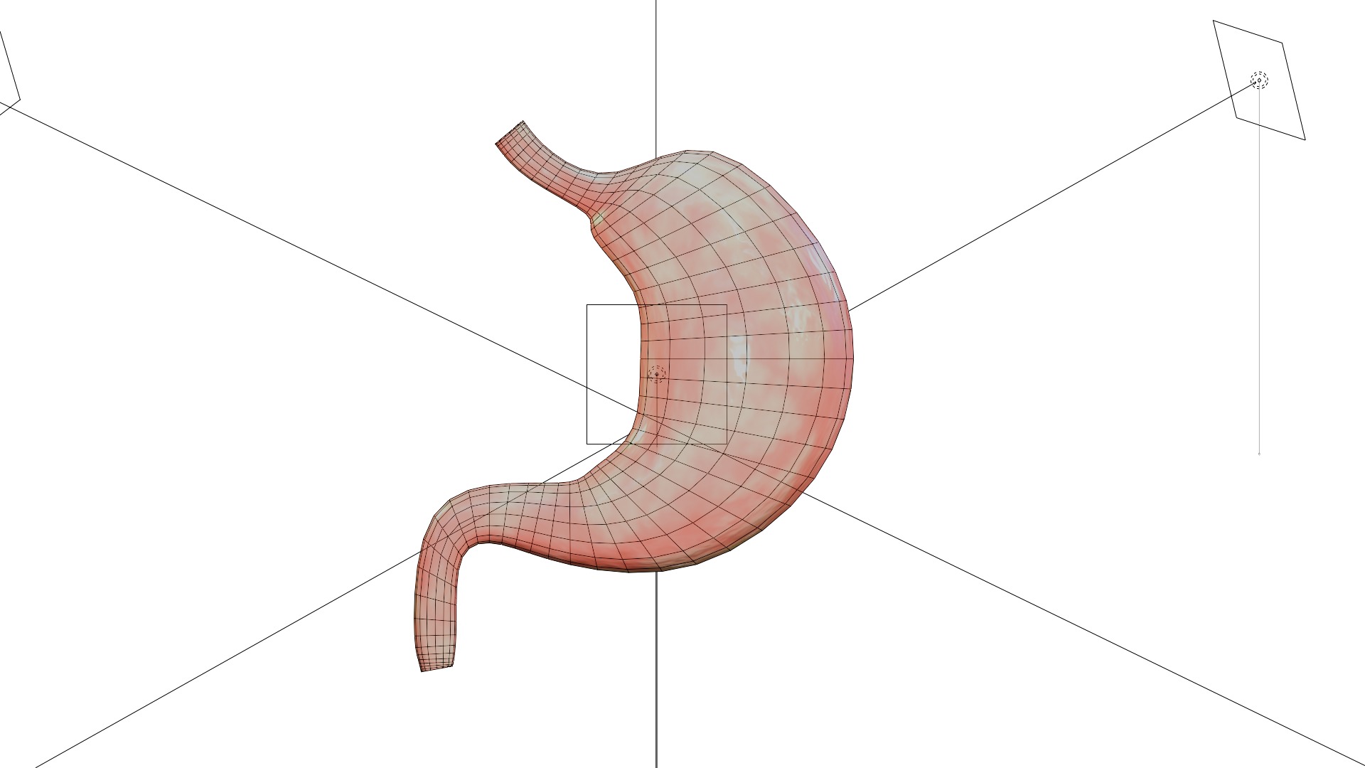 Stomach Human Anatomy free VR / AR / low-poly 3D model | CGTrader