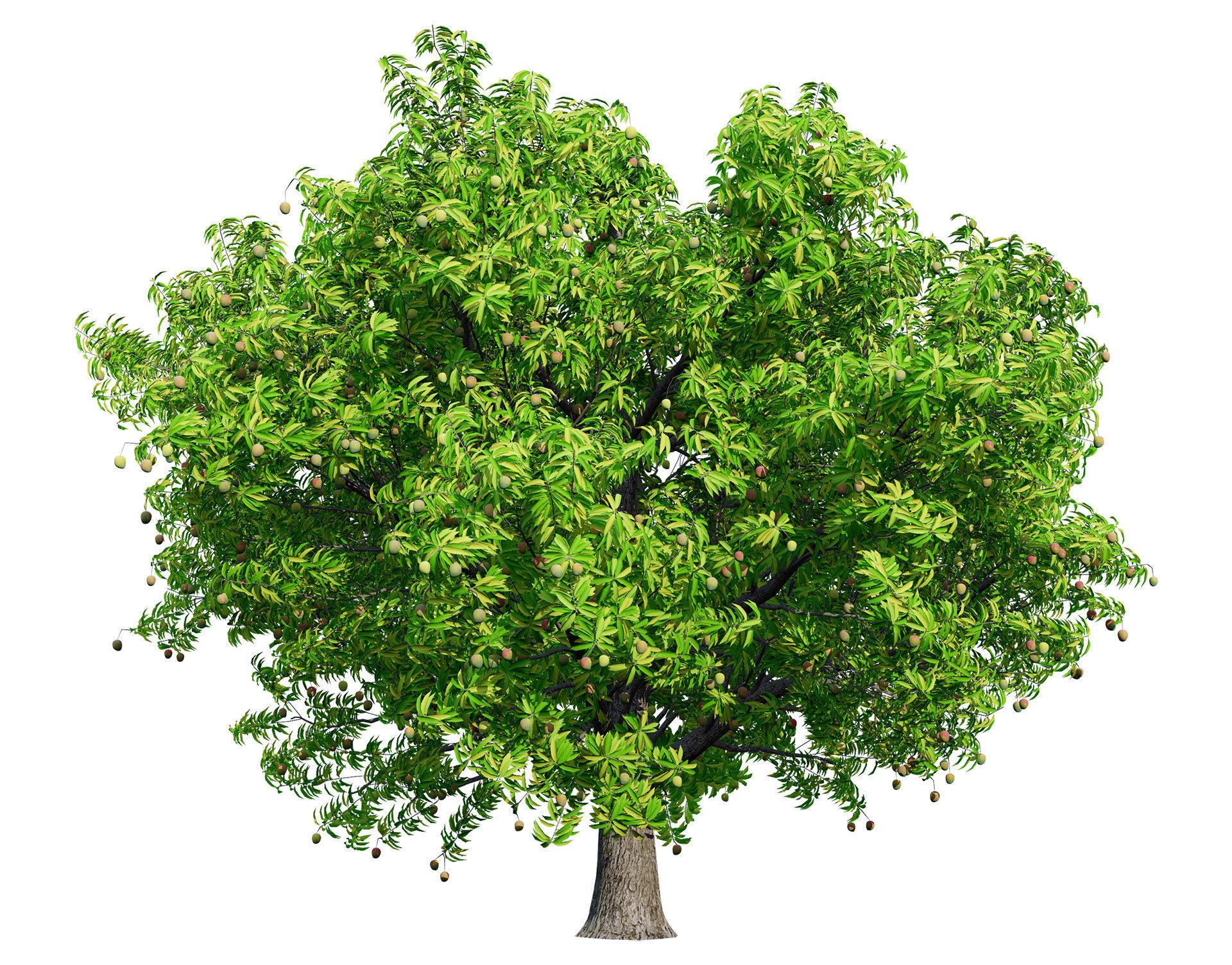 3D model Mango Tree 3D Model VR / AR / low-poly | CGTrader