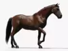 Horse animated 3D model animated rigged | CGTrader